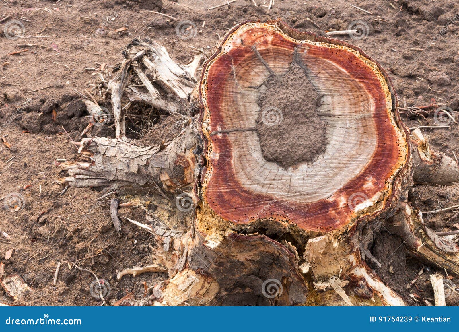Trunk stump with termites. stock image. Image of outdoor - 91754239