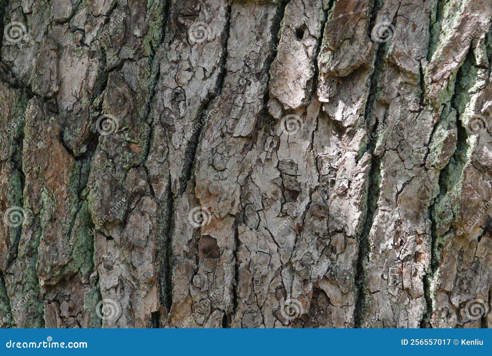 Trunk Surface Texture of Camphor Tree Stock Image - Image of forestry ...