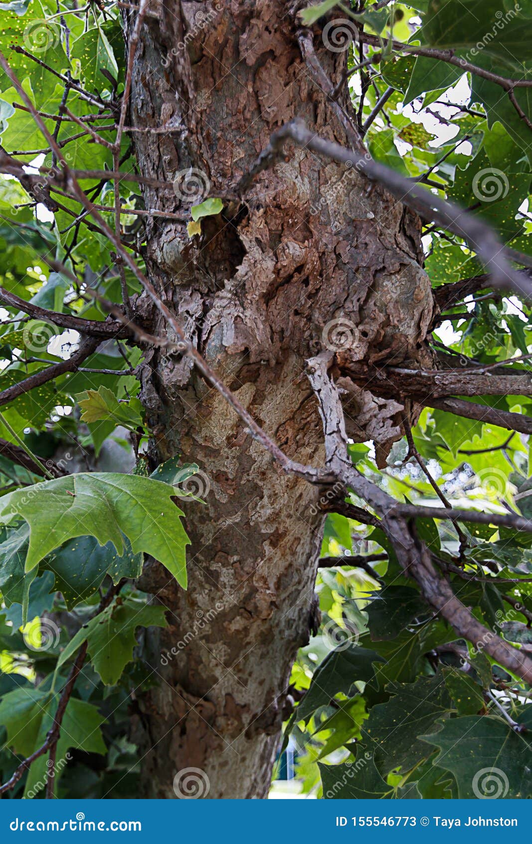Trunk of Sycamore Tree with Branches and Leaves and Textured Bark Stock ...