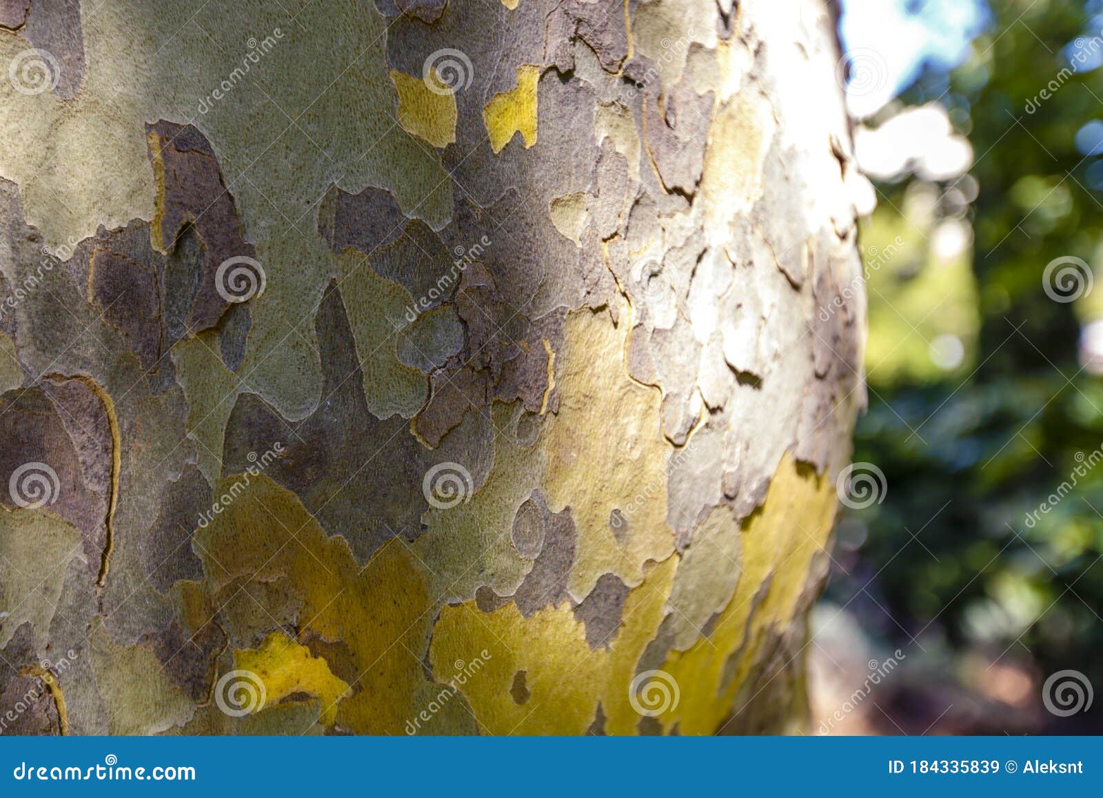 The Trunk of a Sycamore Tree with Exfoliating Bark Stock Image - Image ...