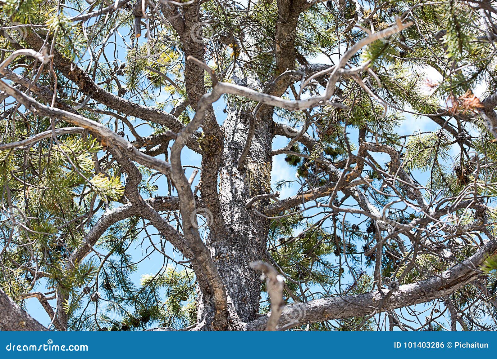 Trunk stock photo. Image of pine, evergreen, cone, winter - 101403286