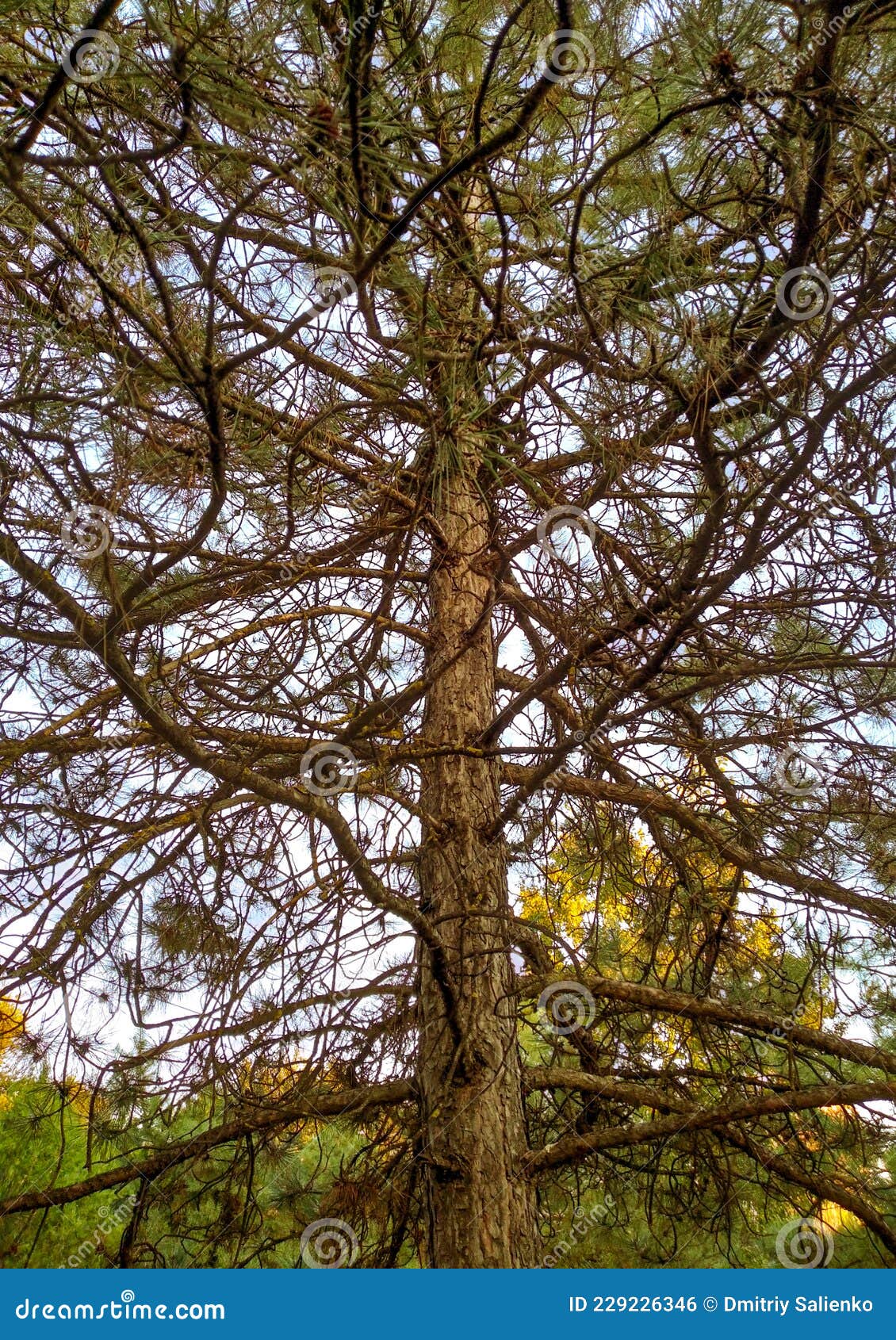 The Trunk of a Tall and Slender Pine Tree Stock Photo - Image of ð¡oñ ...