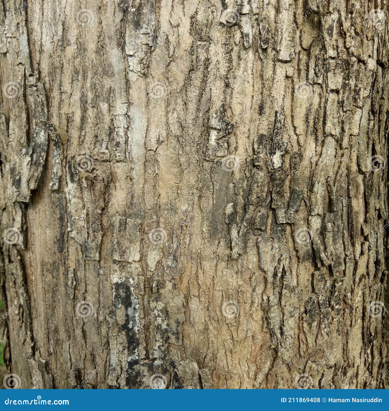 The trunk of teak tree stock photo. Image of twig, flower - 211869408