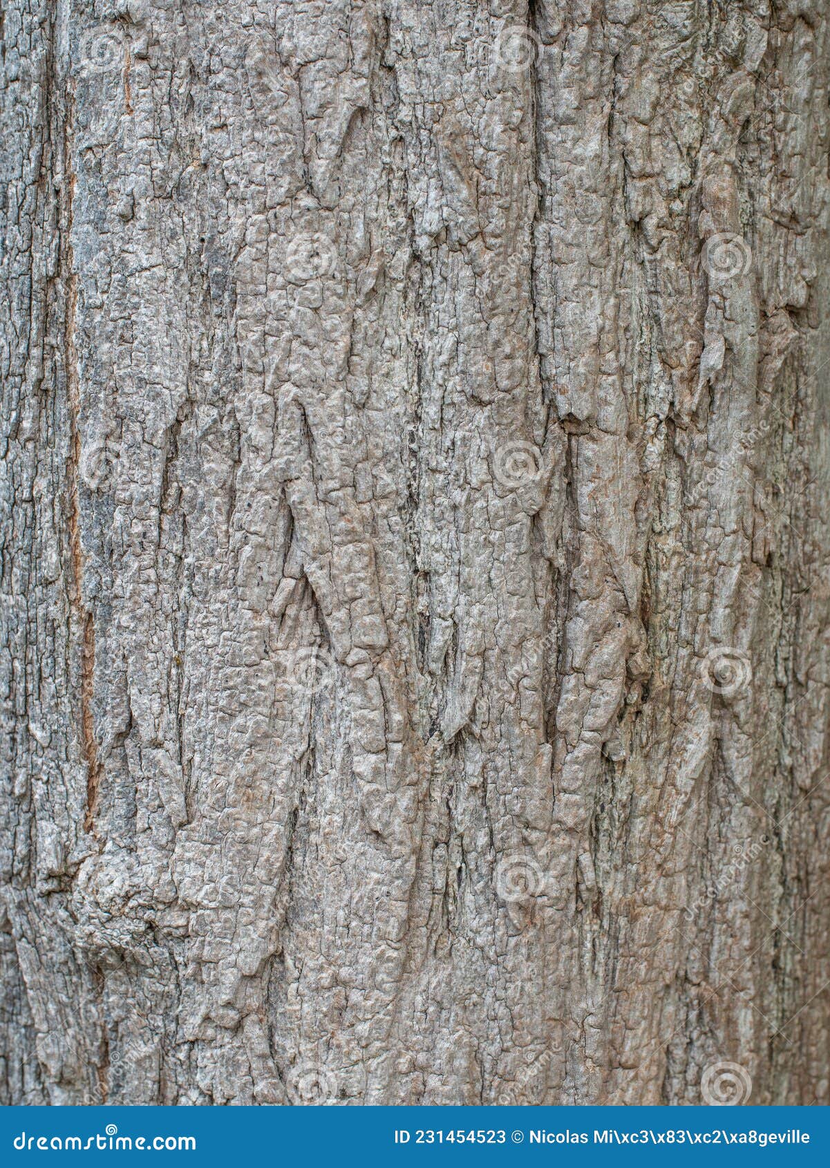 Trunk Texture 4 for Background, Wallpaper, Material Stock Image - Image ...