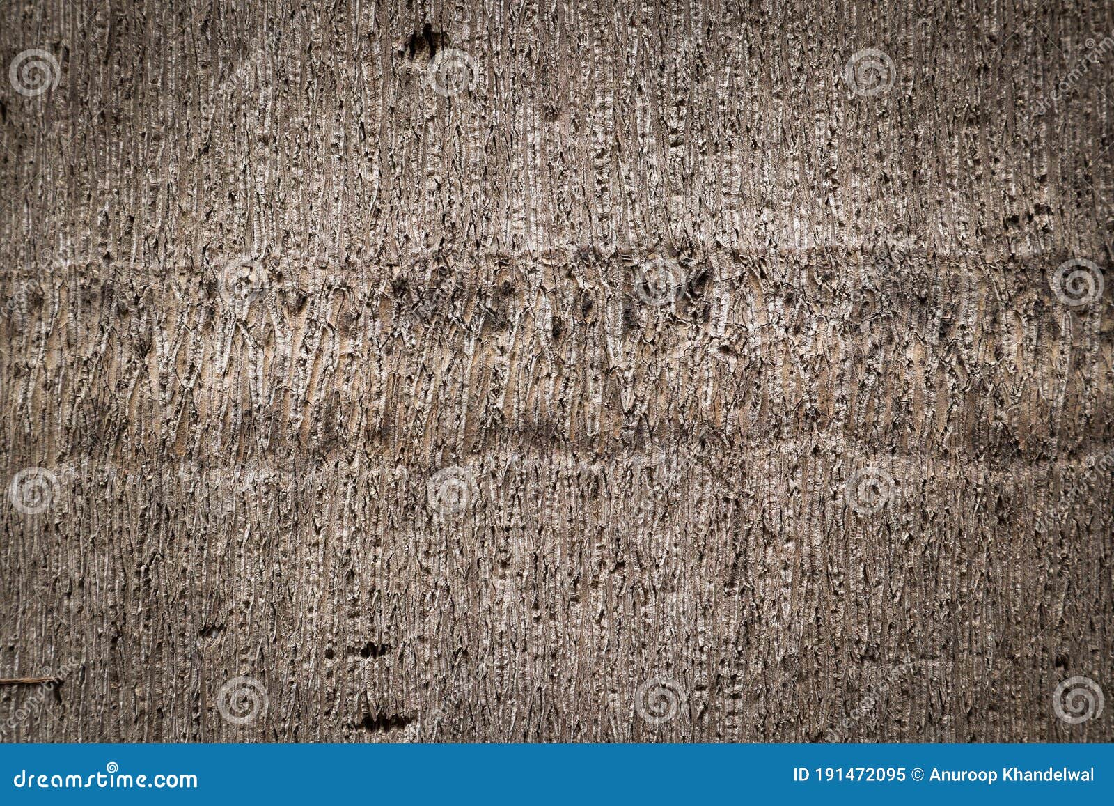 Trunk Texture Background Wallpaper. Tree Stem Texture. Stem Pattern ...