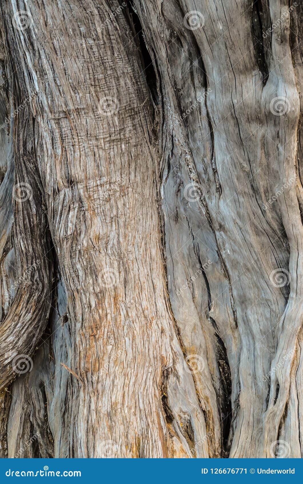 Trunk Texture Gnarled Juniper Tree Stock Image - Image of resistance ...