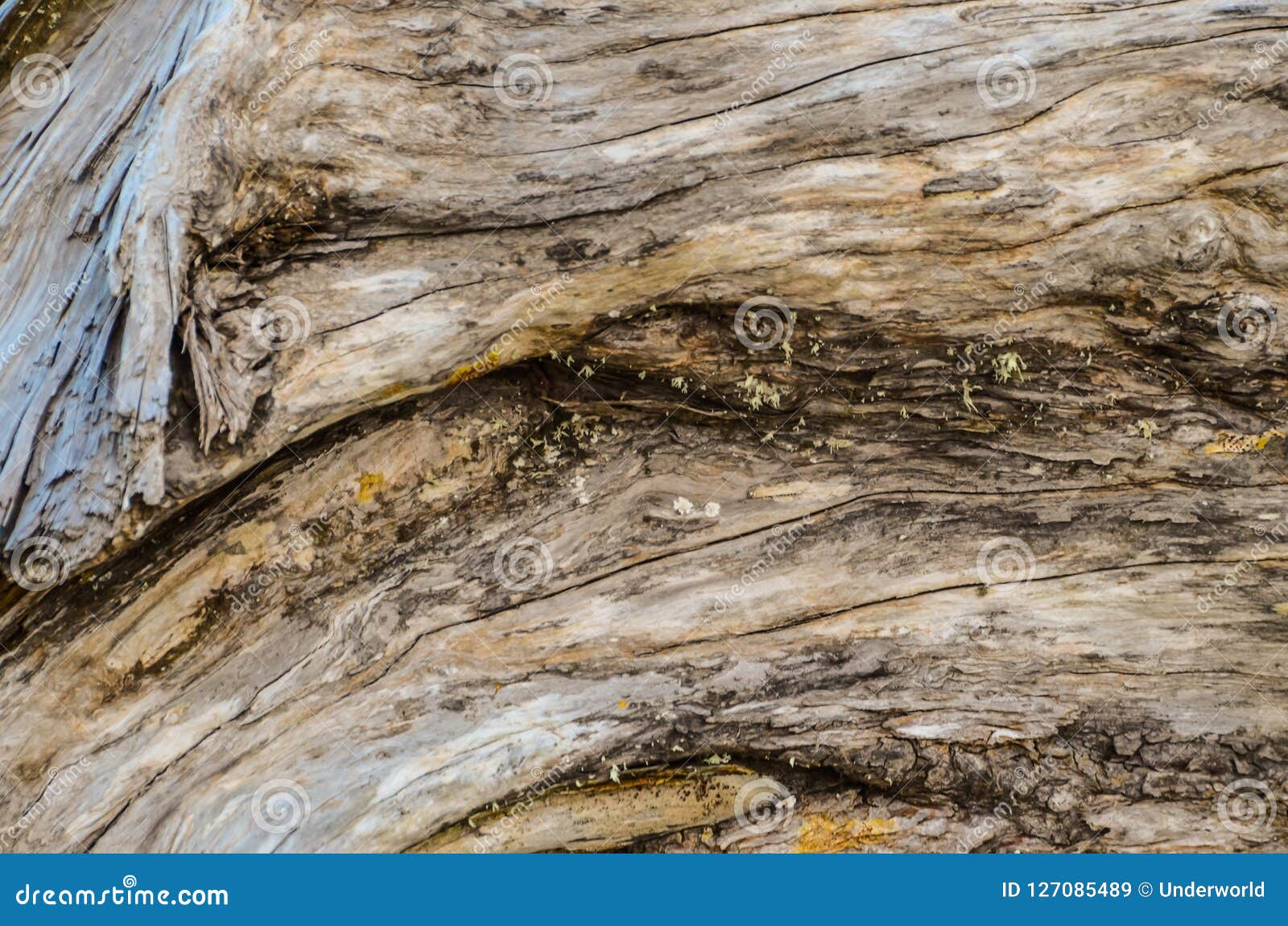 Trunk Texture Gnarled Juniper Tree Stock Image - Image of closeup ...