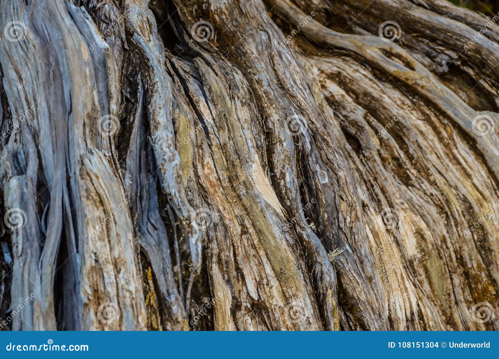 Trunk Texture Gnarled Juniper Tree Stock Photo - Image of hierro ...