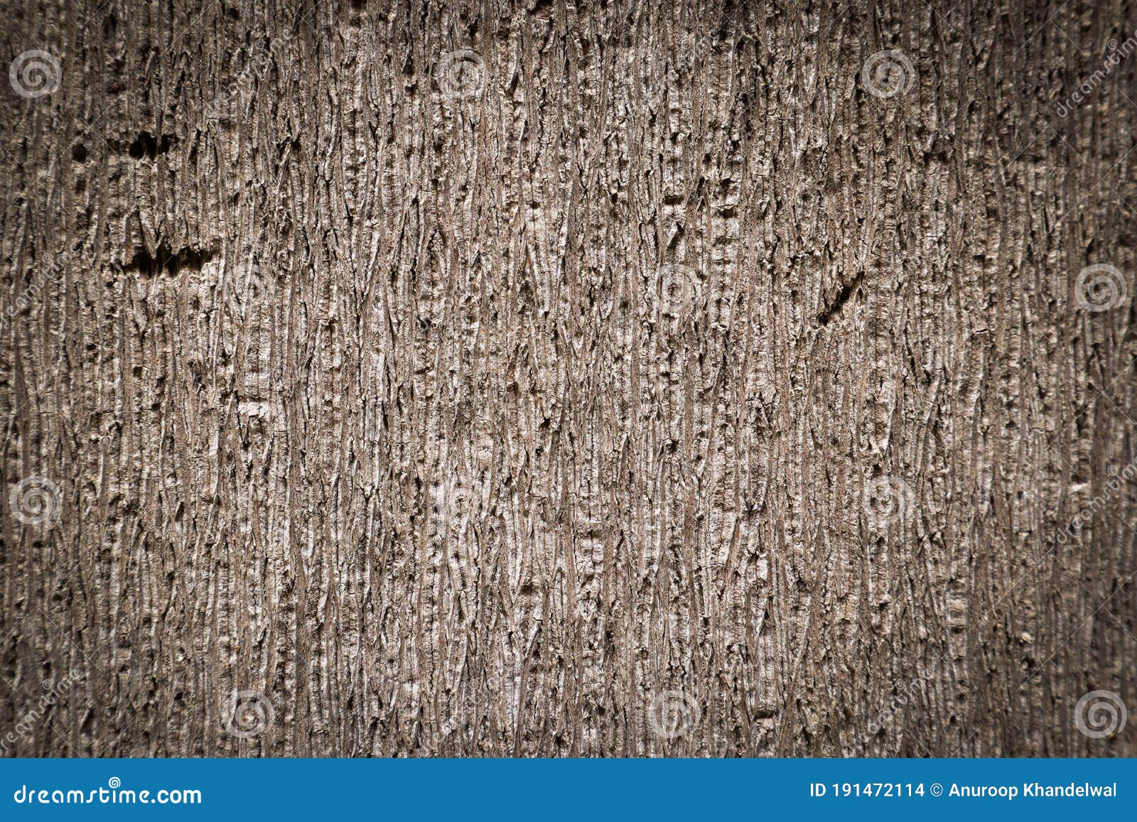 Trunk Texture. Tree Stem Texture. Stem Pattern Stock Photo - Image of ...