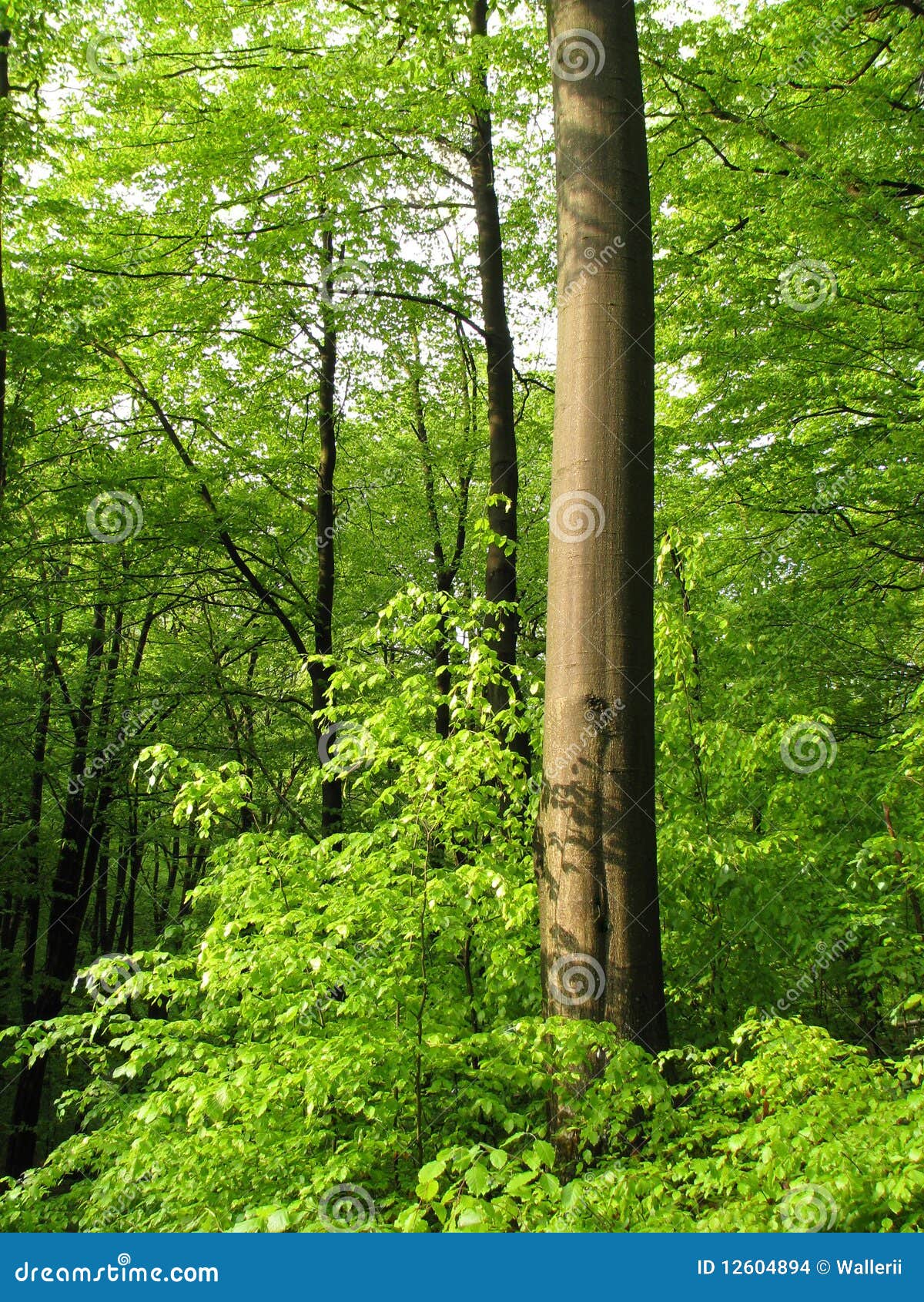 Trunk of tree. stock photo. Image of thicket, foliage - 12604894