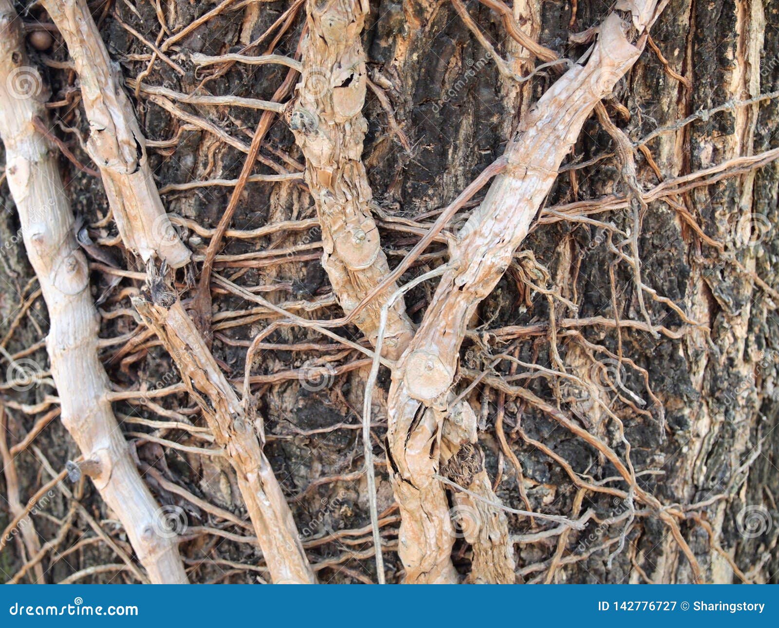 Trunk of the tree stock image. Image of earth, forest - 142776727