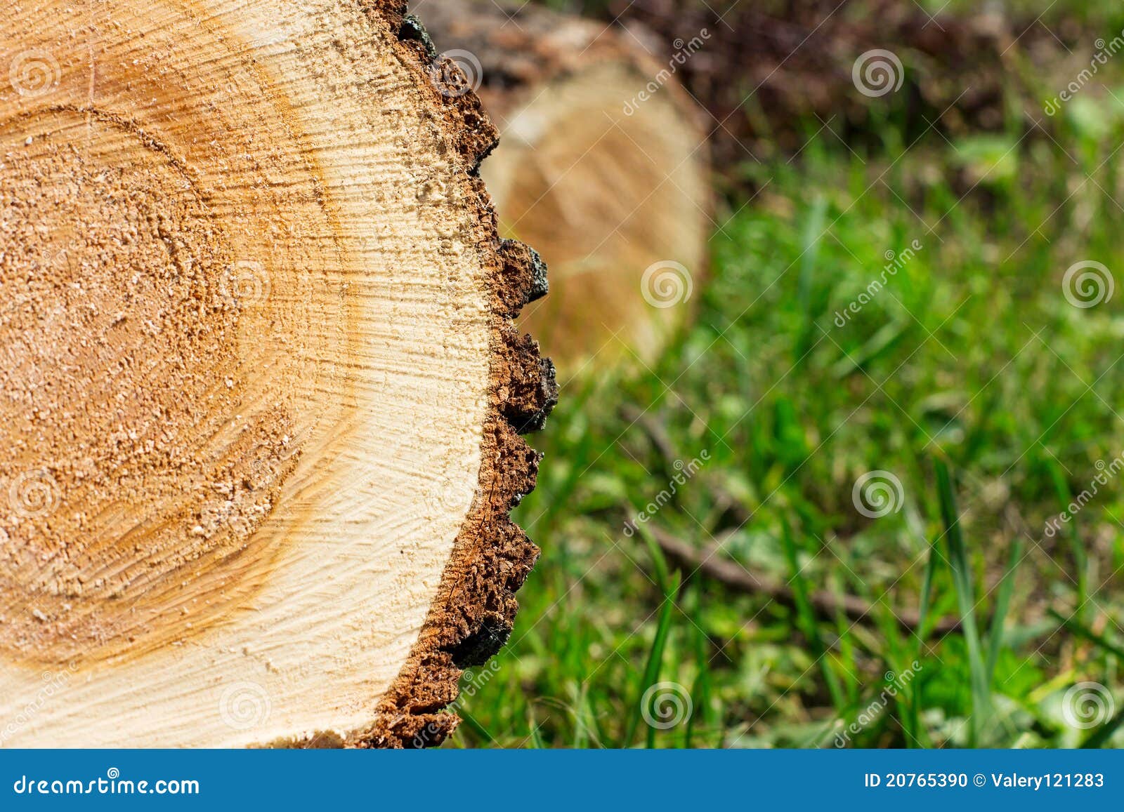 Trunk of tree stock photo. Image of block, brown, arboreal - 20765390