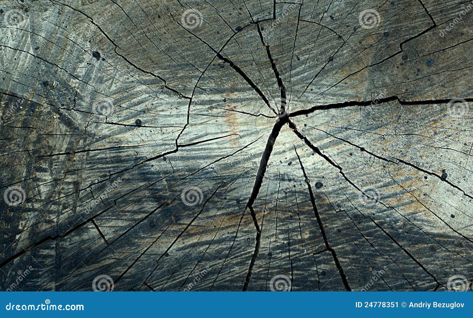Trunk of the tree stock image. Image of nature, trunk - 24778351