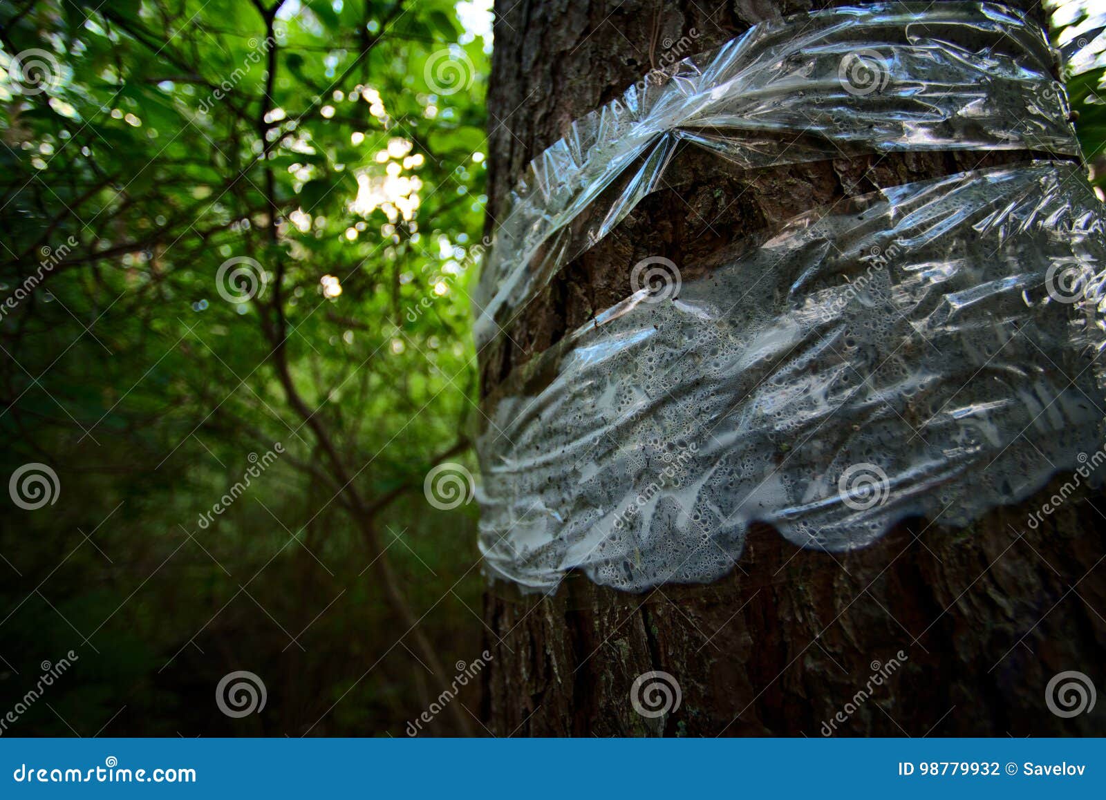 The Trunk of a Tree with Adhesive Tape Stock Photo - Image of ...