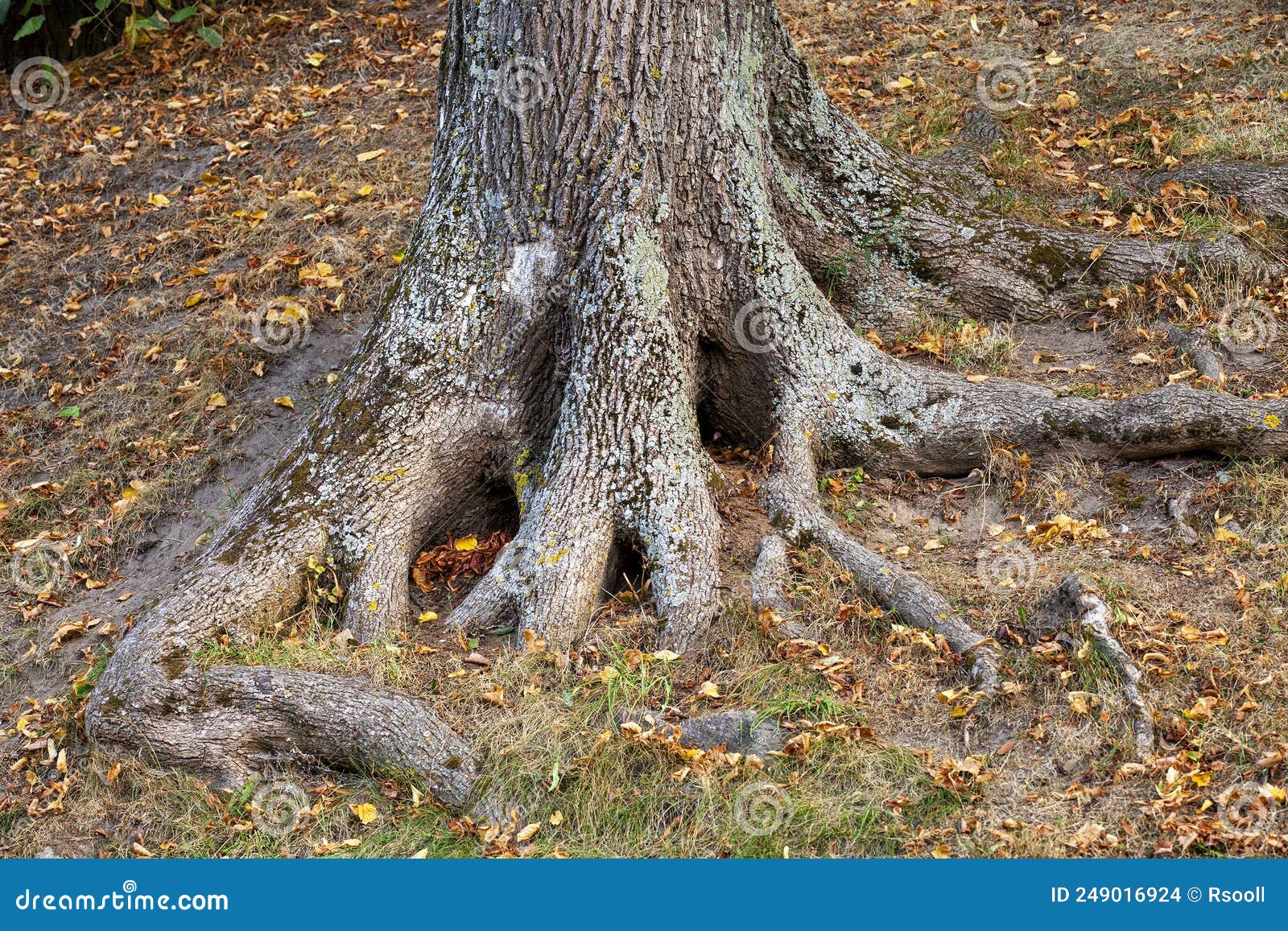 The Trunk of a Tree in the Autumn Season Stock Photo - Image of system ...
