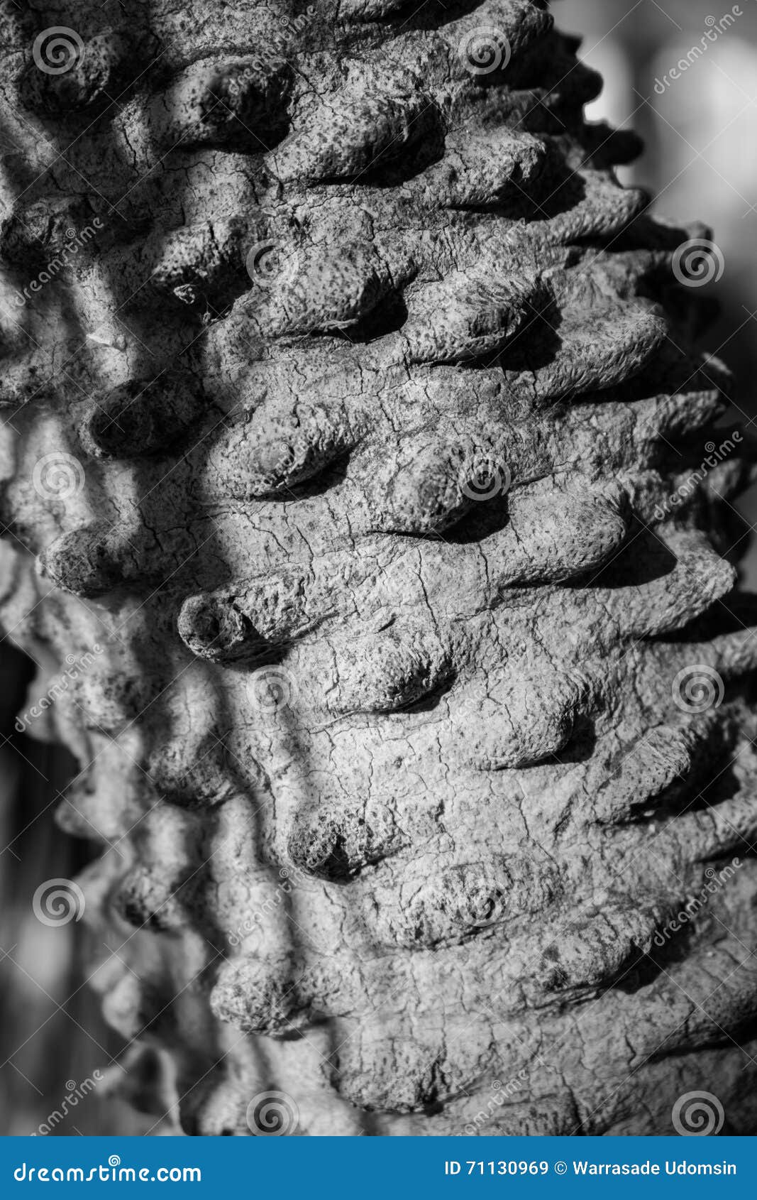 The Trunk of the Tree, B&W Stock Image - Image of shadow, texture: 71130969