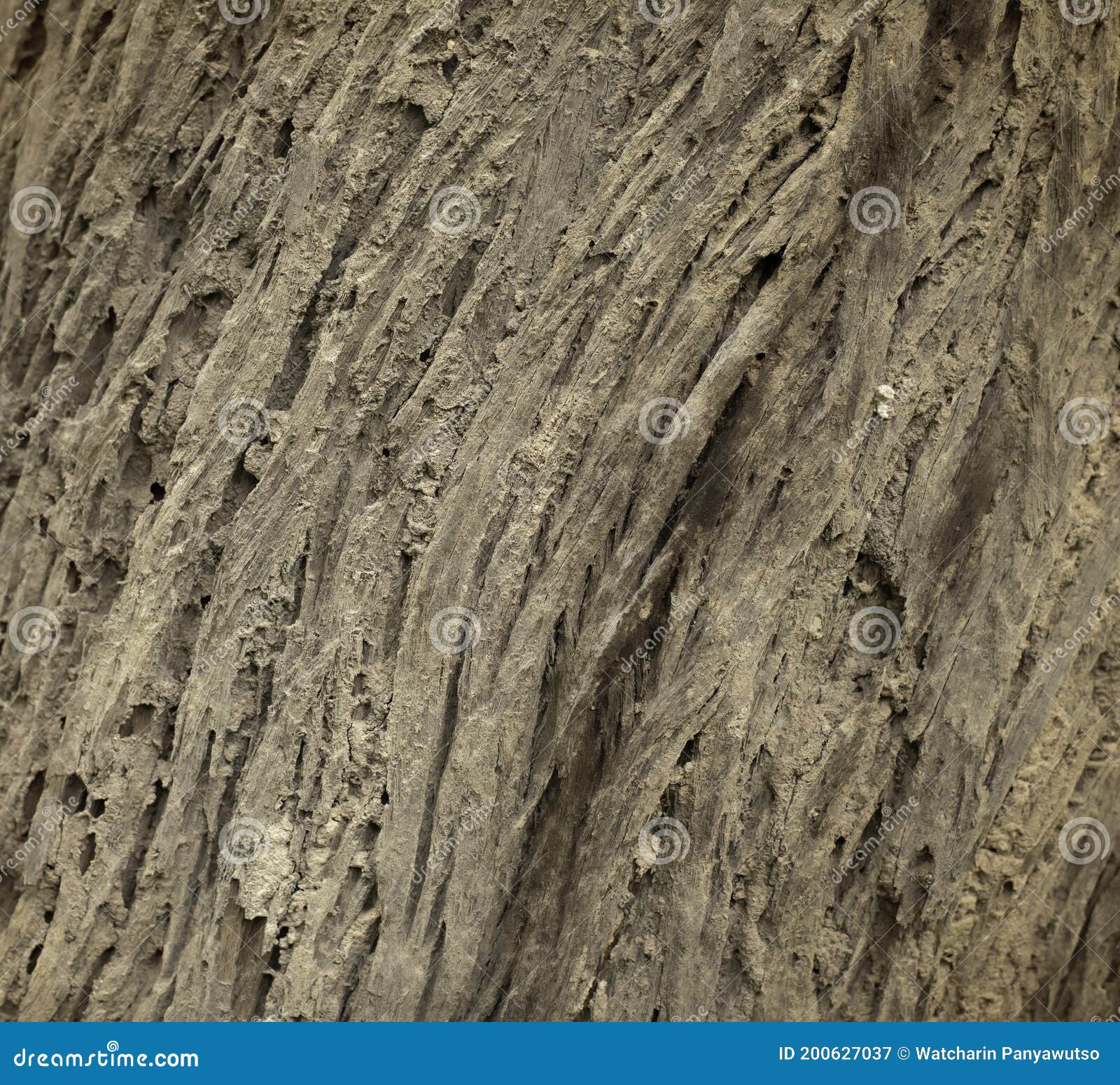 Trunk Tree Background,show Texture Stock Image - Image of forest, line ...