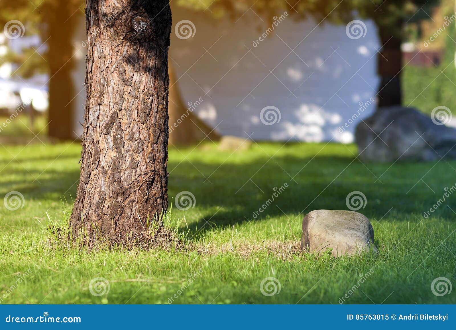 Trunk of a Tree and Big Stone on Green Grass Loan. Soft Light Vi Stock ...