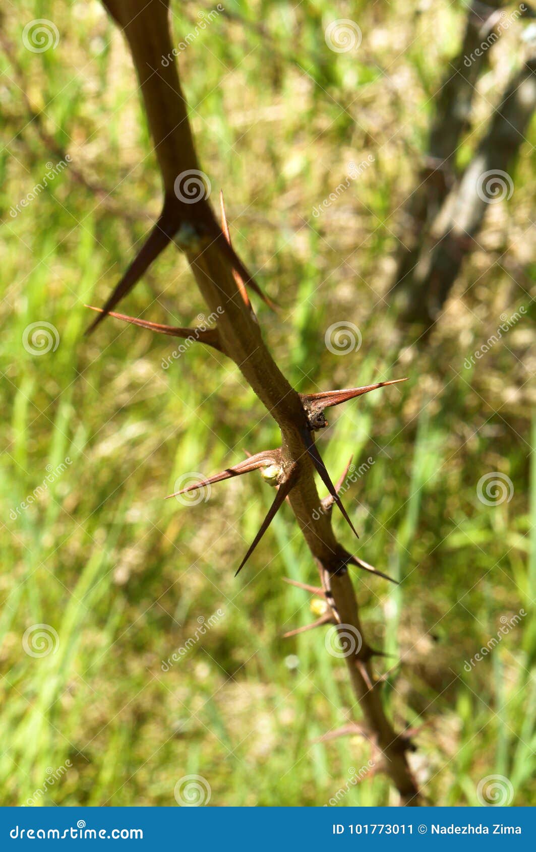 Branch with spikes stock image. Image of branch, heart - 101773011