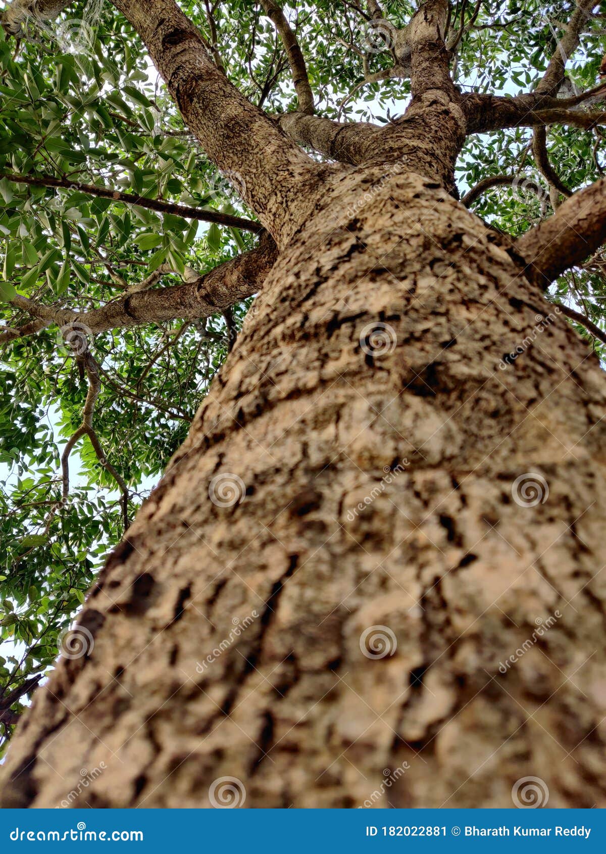 Trunk of a Tree with Branches Captured from the Down Stock Image ...