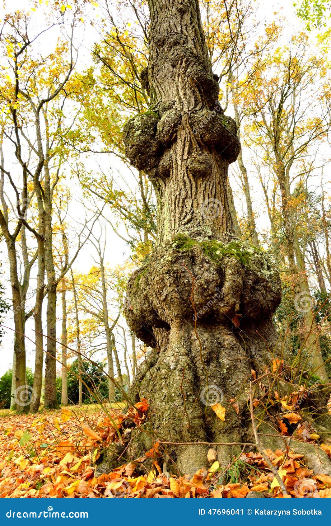 Trunk of a Tree with Bulges Stock Image - Image of defects, tree: 47696041