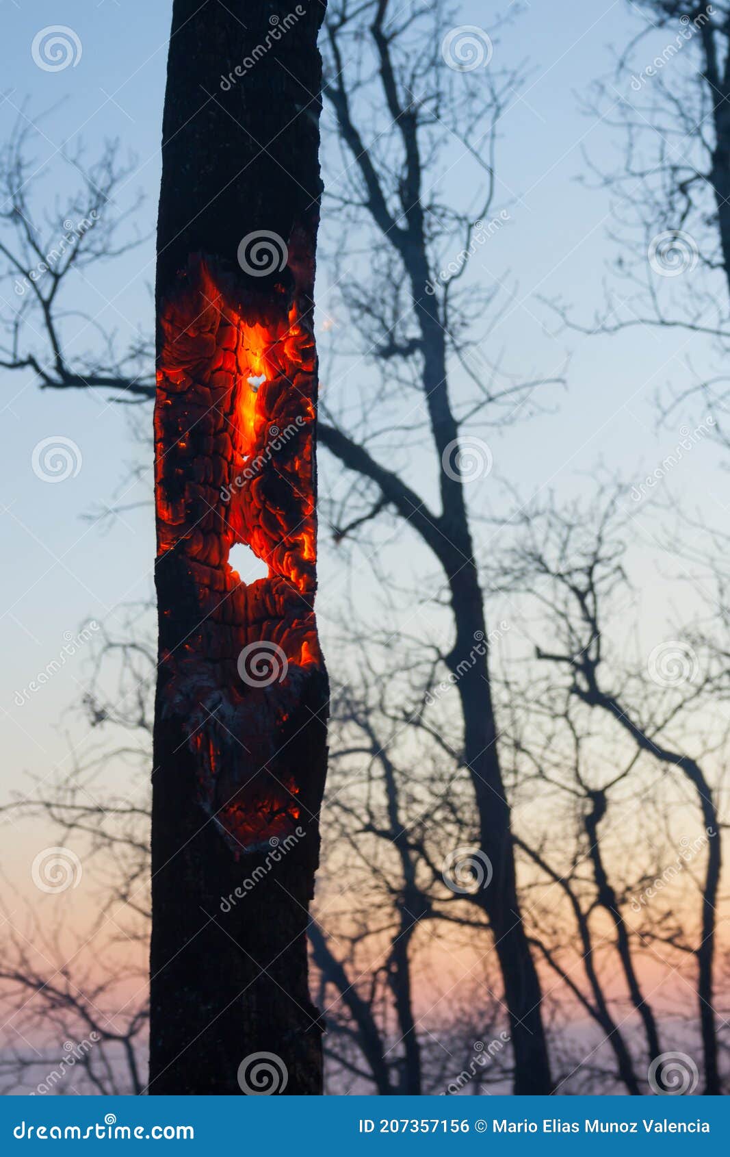 Trunk of a Tree Burning Inside and almost Totally Consumed by Fire ...