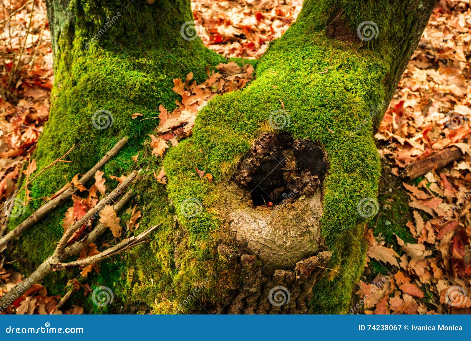 Trunk Tree in Carpathian Gorest, Deva ,Romania Stock Image - Image of ...