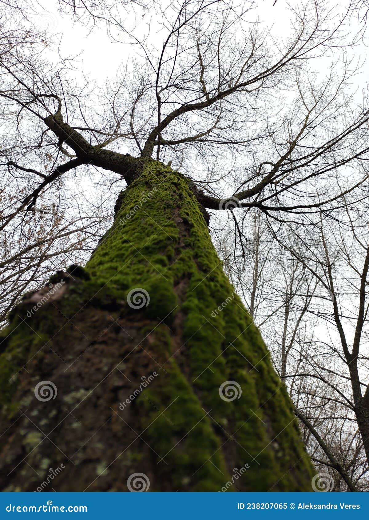 True Mosses Or Also Called Leaf Moss Or Bryophyta Stock Photography ...