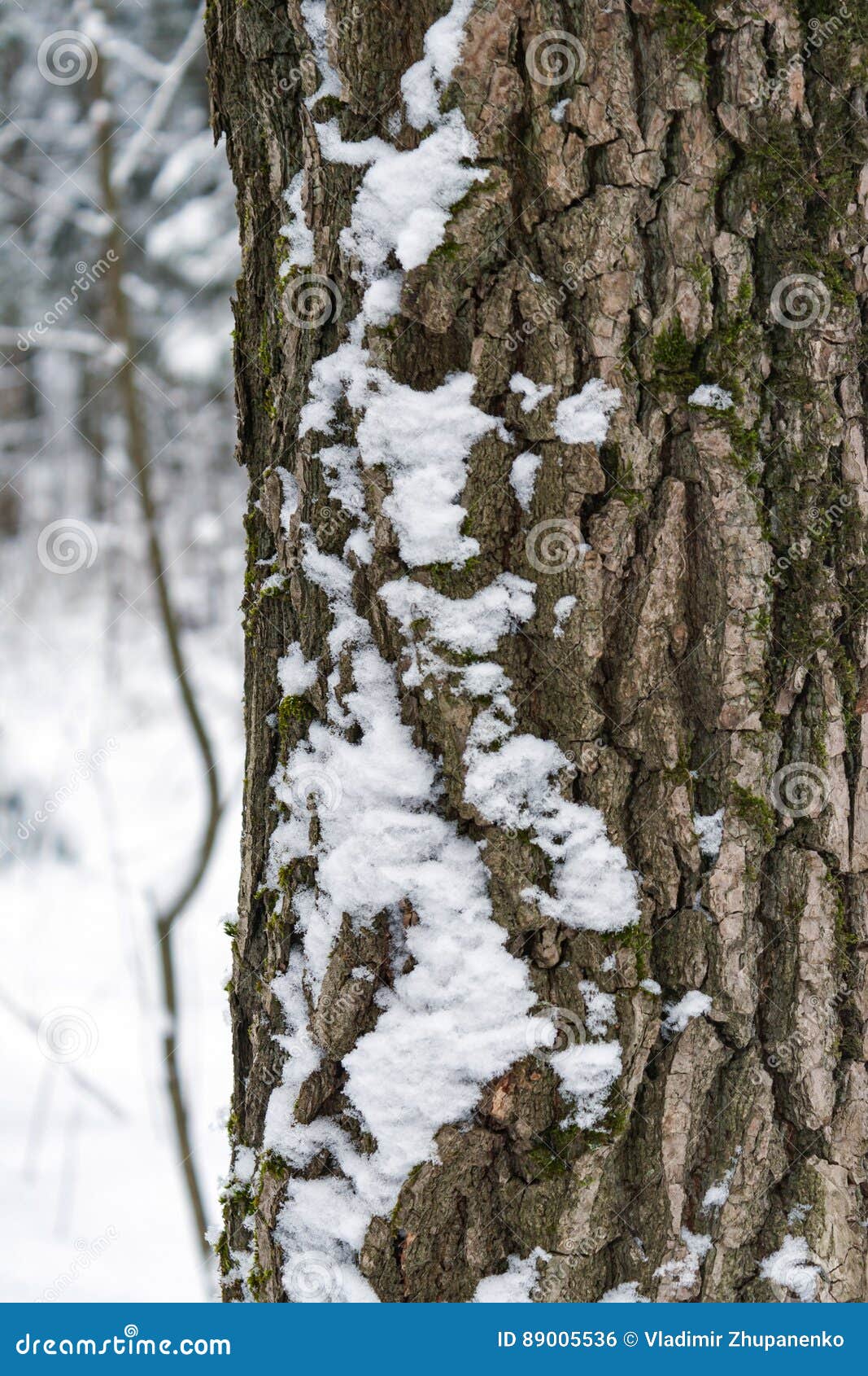 The Trunk of a Tree Covered with Snow Closeup Stock Photo - Image of ...