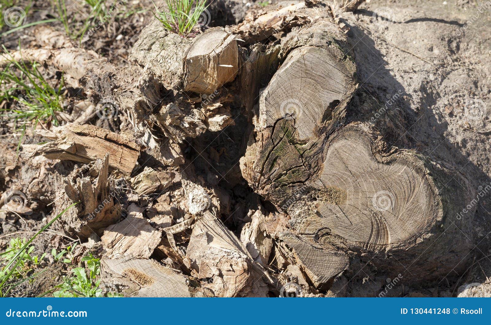 Trunk tree crack stock photo. Image of deforestation - 130441248