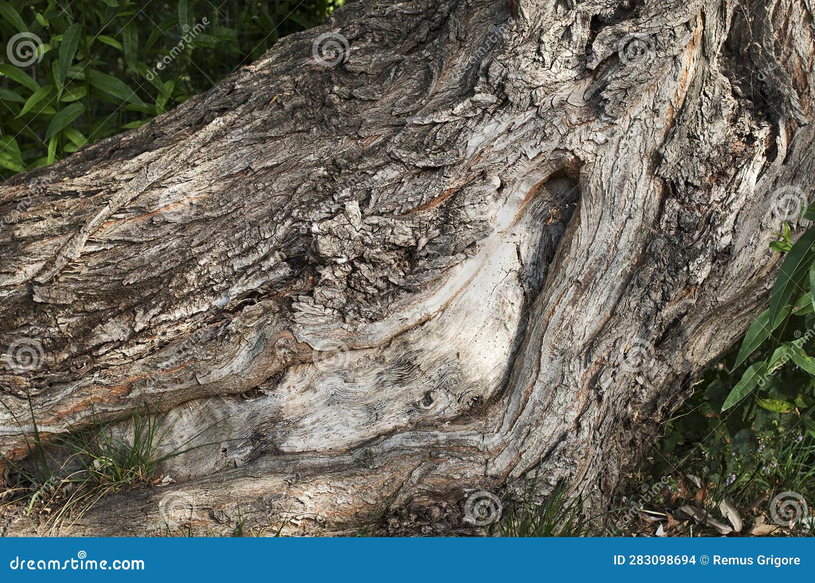 Strange trunk tree stock photo. Image of bark, texture - 283098694