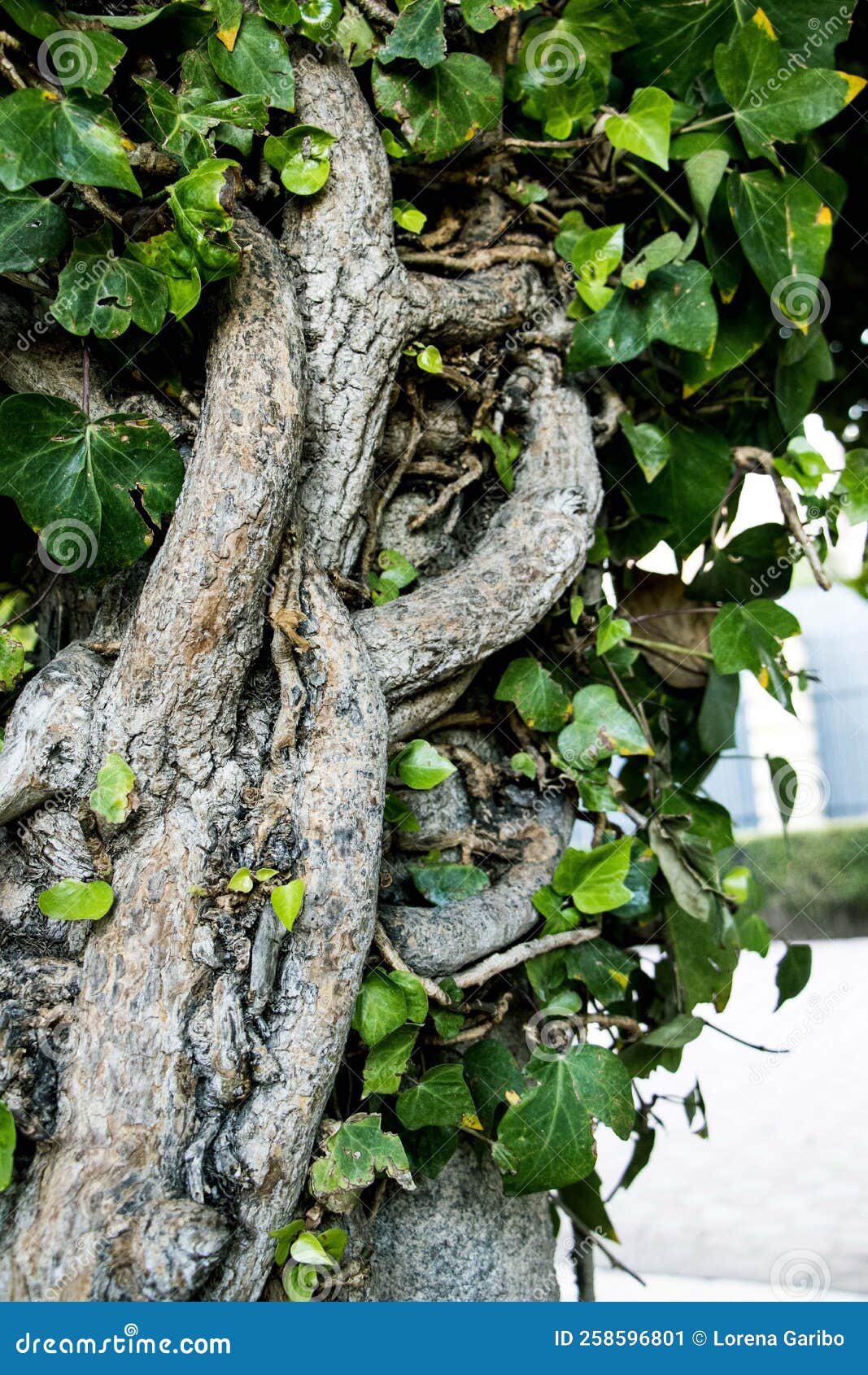 Trunk Tree Creeper with Green Leaves Stock Image - Image of autumn ...