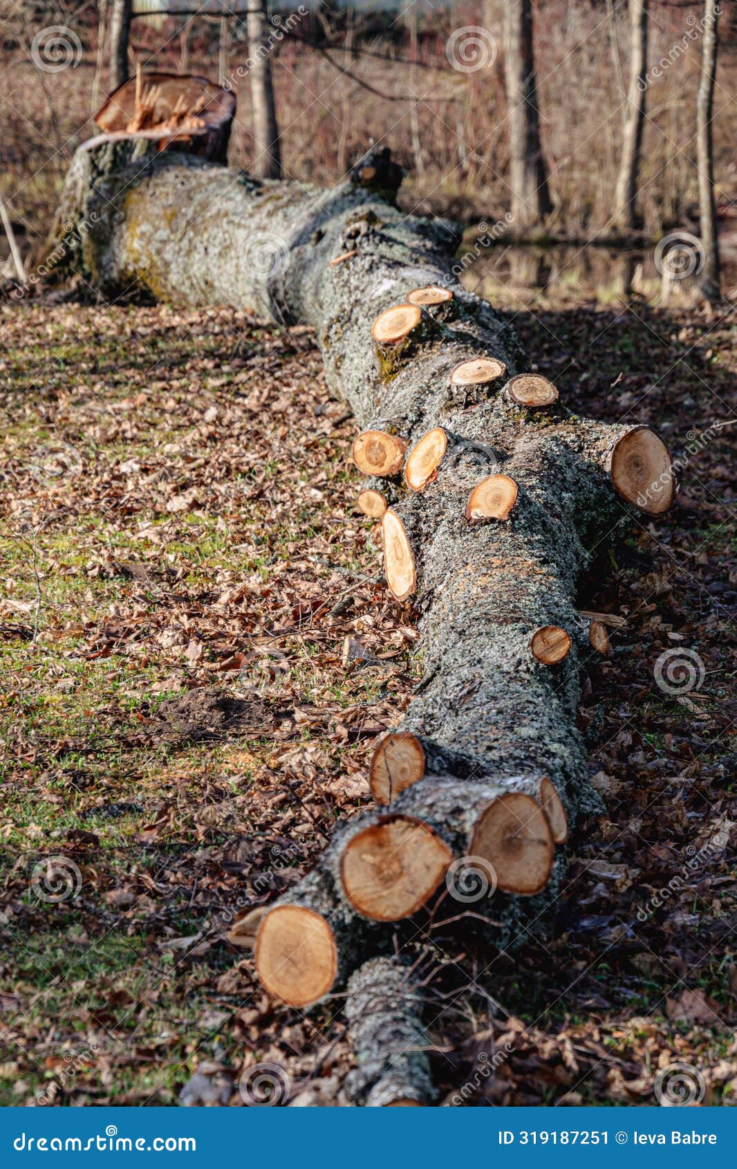 The Trunk of a Tree with Cut Branches on the Ground Stock Image - Image ...