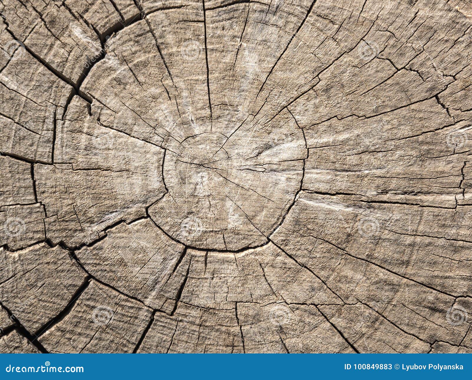 A Cut of an Old Tree with Cracks Stock Image - Image of texture ...