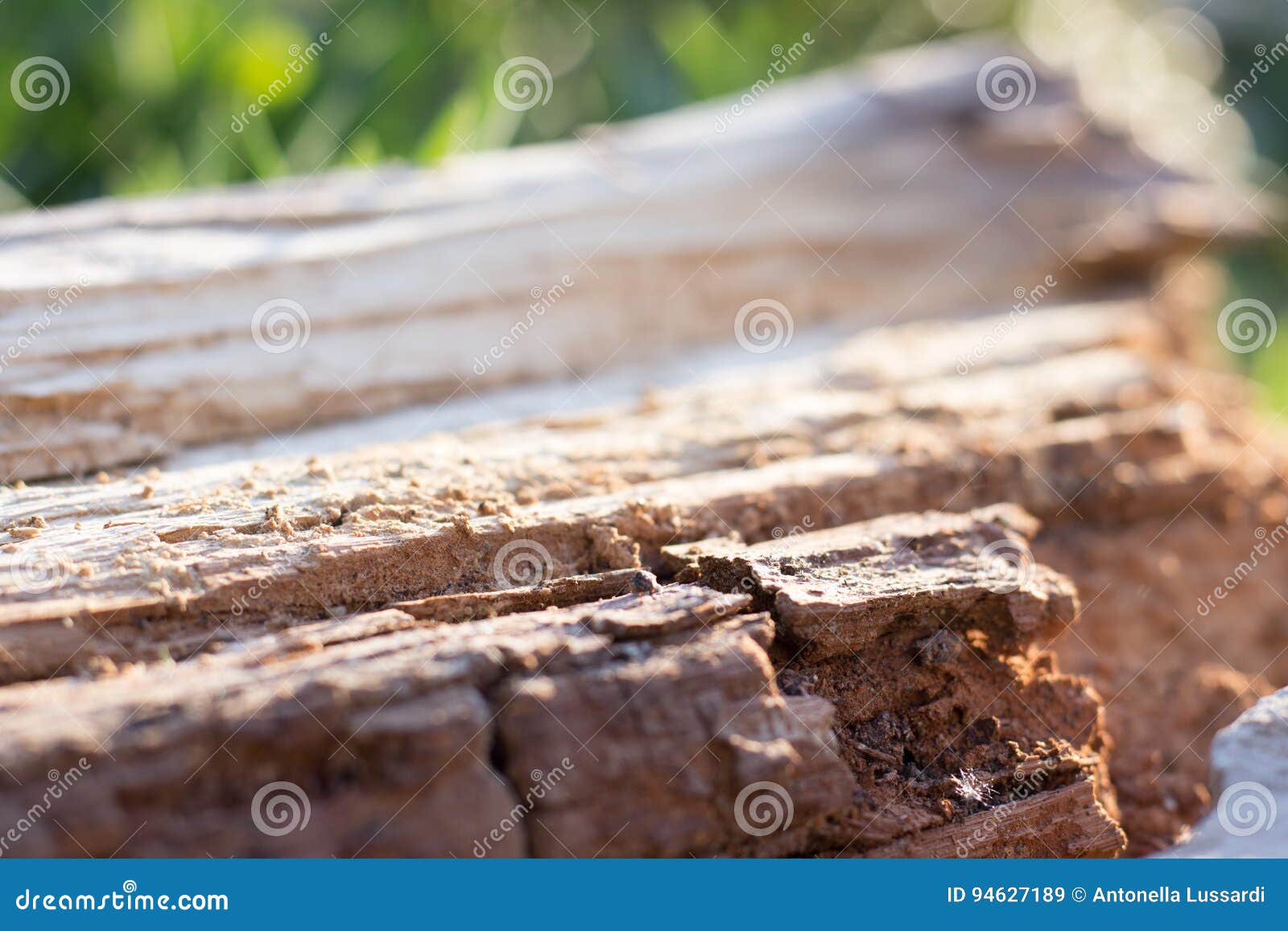 Trunk Tree Cutted stock image. Image of kindling, beautiful - 94627189