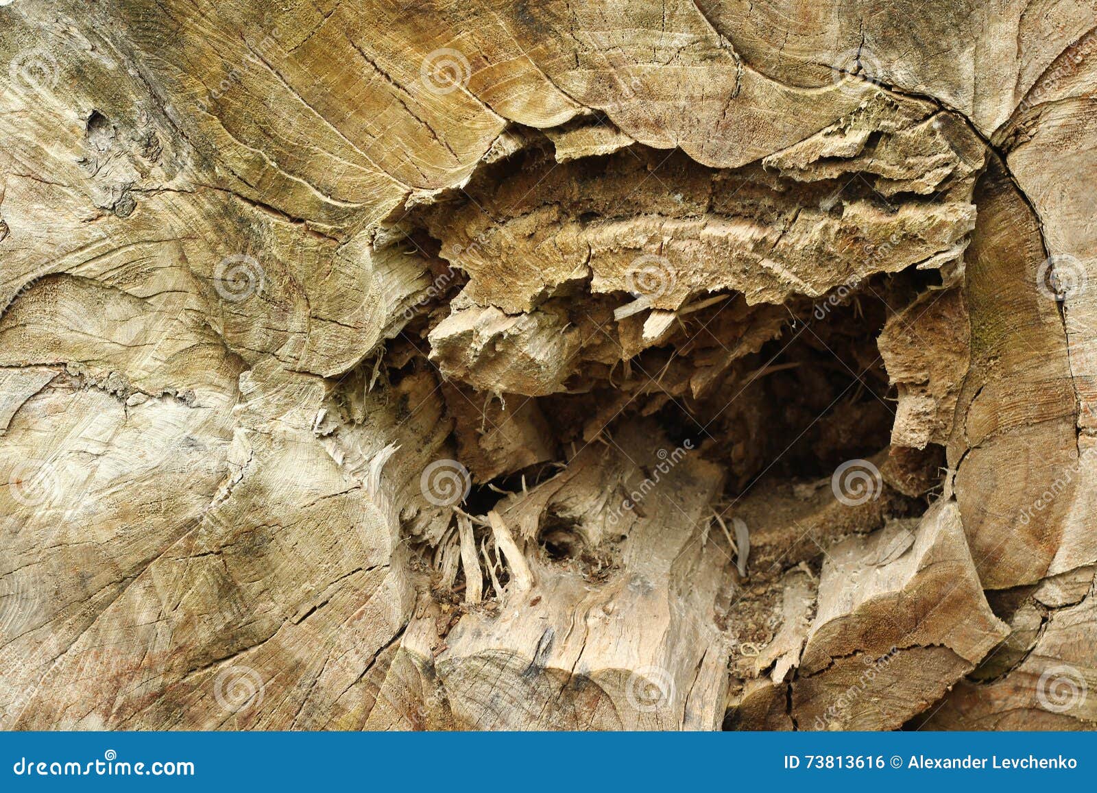 Trunk of a Tree with a Damaged Heart Stock Photo - Image of dust, holes ...