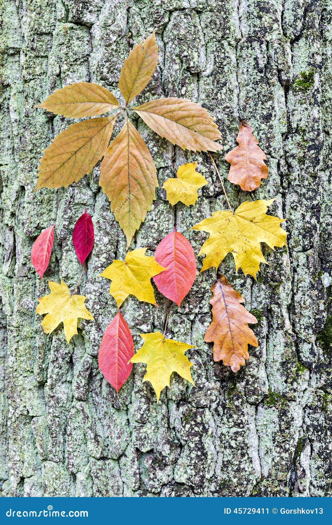 Trunk of Tree with Different Autumnal Leaves Stock Image - Image of ...