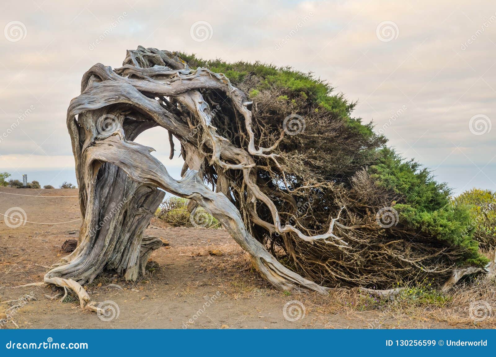 Trunk of Tree, Digital Photo Picture As a Background Stock Image ...