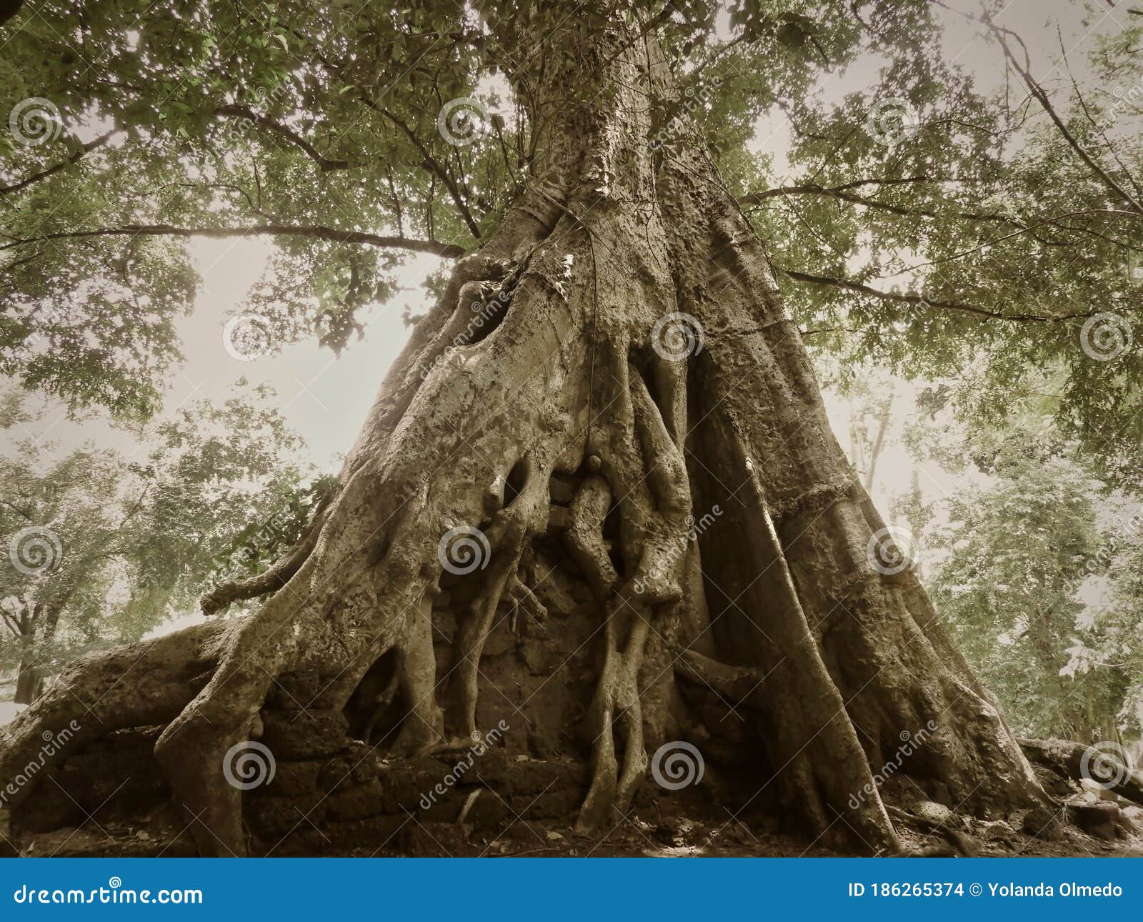 Trunk of a Tree, Down Point of View Stock Photo - Image of vertically ...