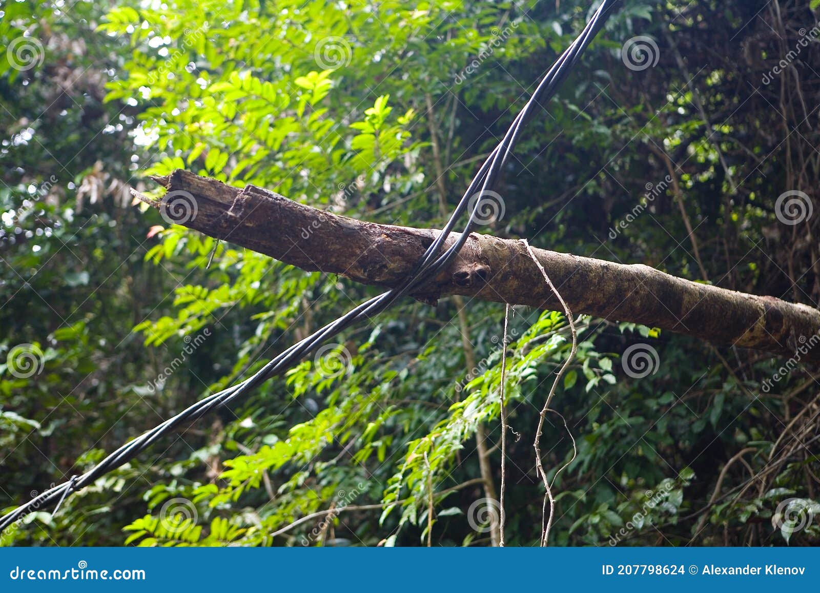 The Trunk of the Tree Fell on the Electrical Wires Stock Photo - Image ...