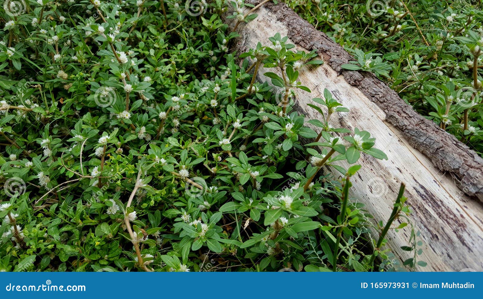 The Trunk of a Tree Fell between the Weeds Stock Image - Image of tree ...