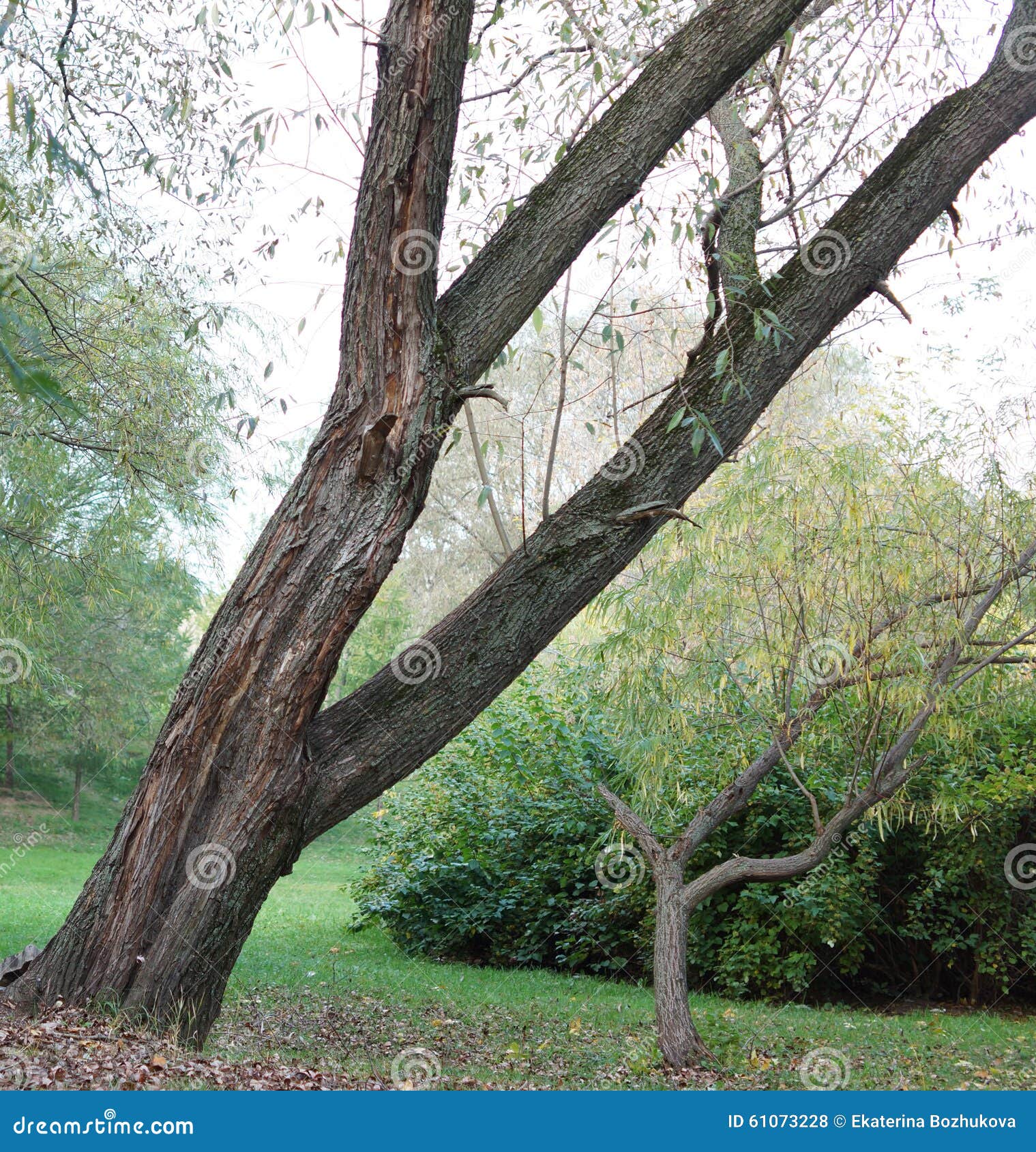 The Trunk of the Tree in the Foreground in the Park. Stock Photo ...