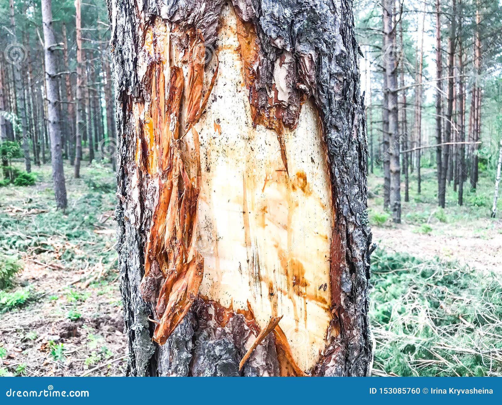 Trunk of Tree in Forest with Damaged Bark Stock Photo - Image of ...