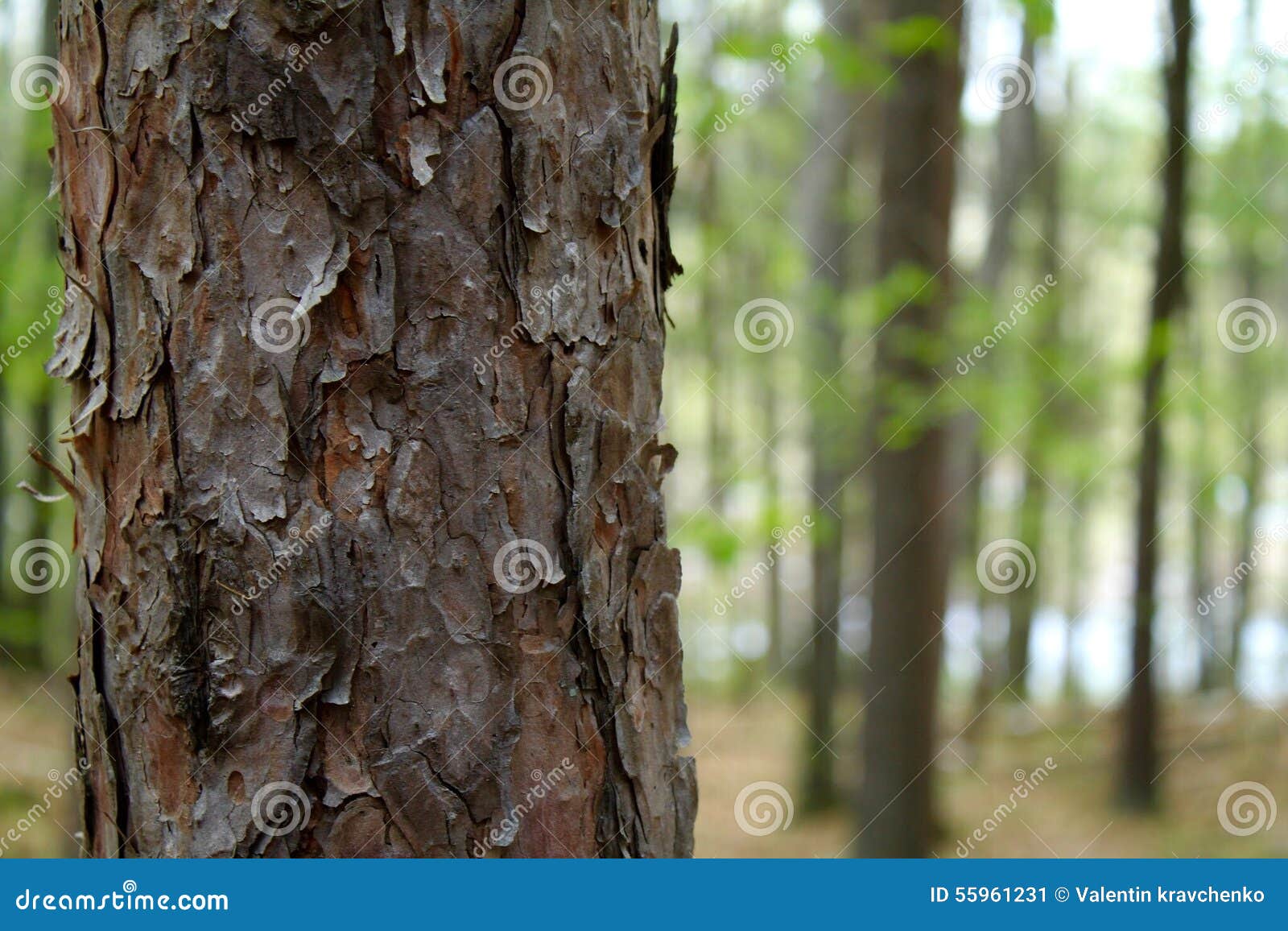 Trunk of tree stock image. Image of view, rest, sunny - 55961231