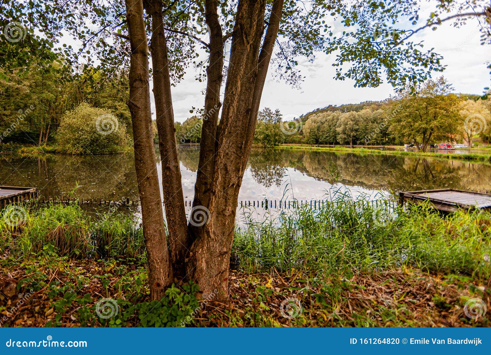 Trunk of a Tree in Front of a Lake with Reflection in the Water ...