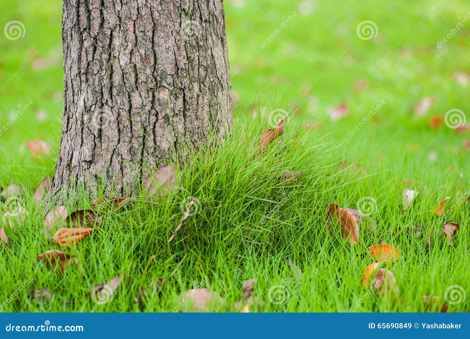 Trunk of the Tree on the Grass Field Stock Image - Image of tree ...
