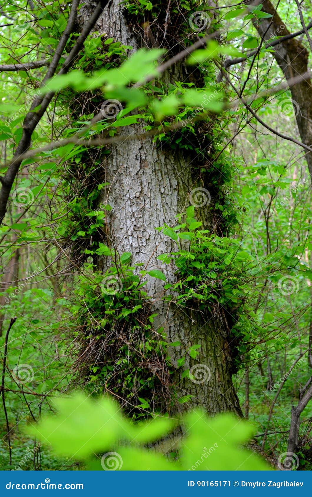 The Trunk of the Tree in Green Leaves Stock Image - Image of broadleaf ...