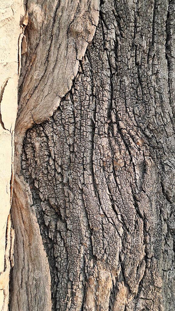 The Trunk of a Tree with a Hard, Rough Texture Whose Bark Has Many Tiny ...