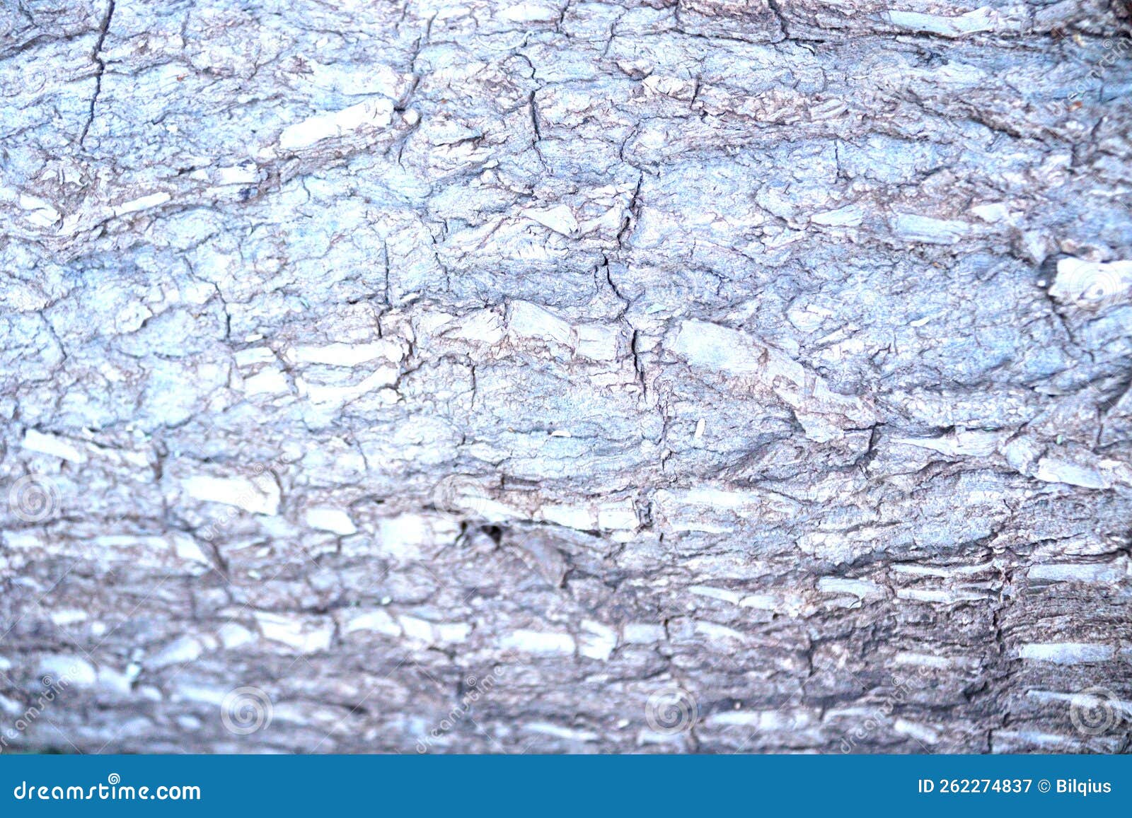 The Trunk of the Tree Has a Jagged, Rough Texture Stock Image - Image ...