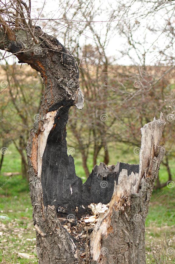 Oak tree hit by lightning stock image. Image of foggy - 104082539